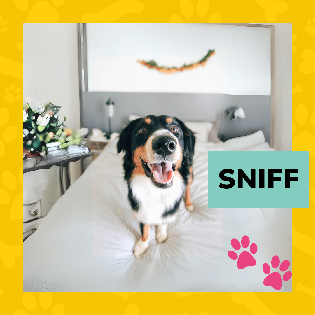 Sniff – Mind Game of the Month